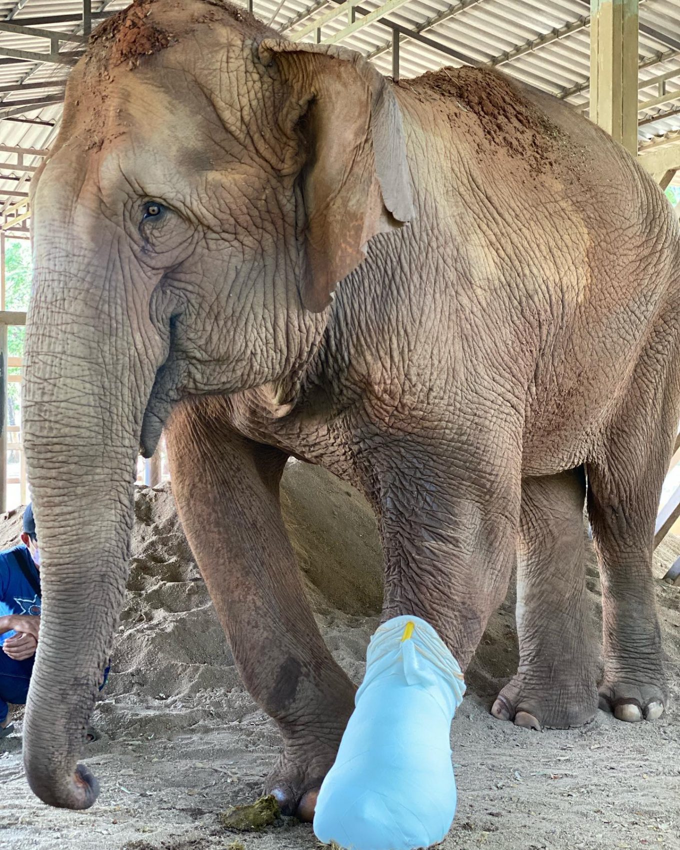 Brace Yourself: A Prosthetics Engineer Who’s Helped Over 20,000 Animals ...