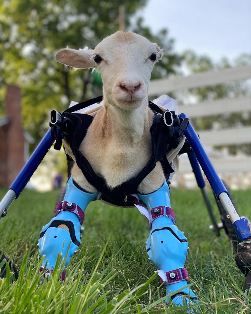Brace Yourself: A Prosthetics Engineer Who’s Helped Over 20,000 Animals ...