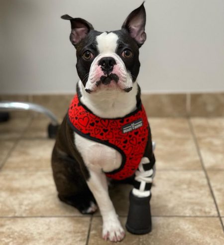Brace Yourself: A Prosthetics Engineer Who’s Helped Over 20,000 Animals ...