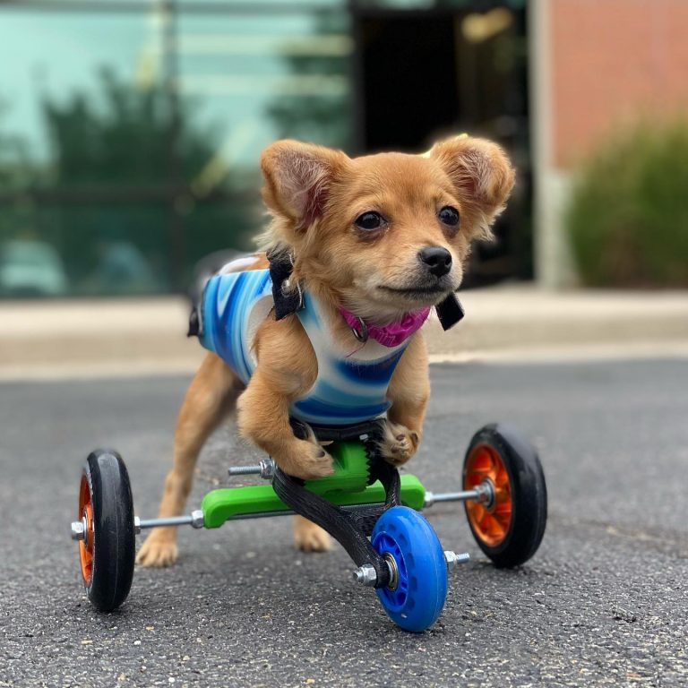 Brace Yourself: A Prosthetics Engineer Who’s Helped Over 20,000 Animals ...